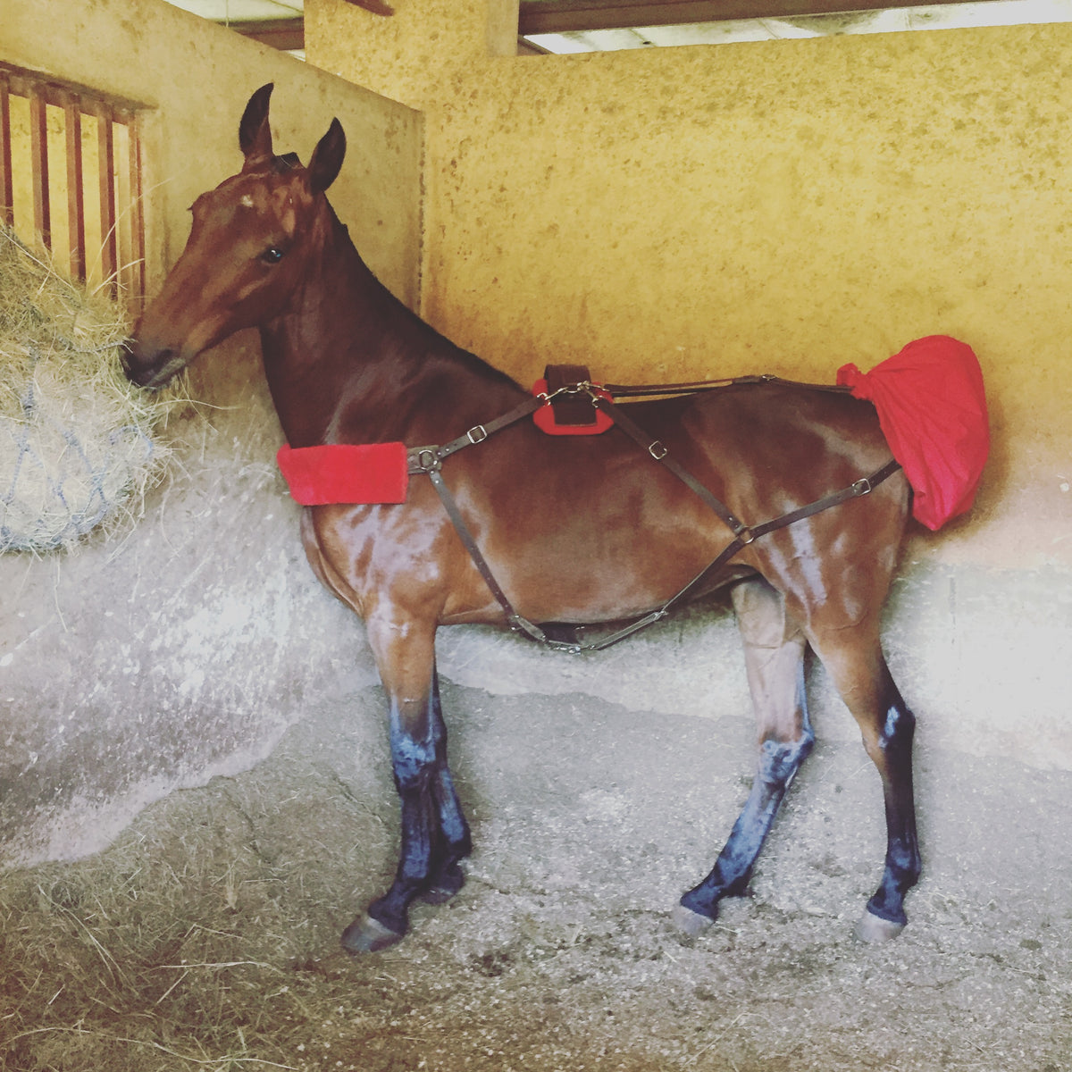 Tail Set with Crupper – All Aces Tack and Pets